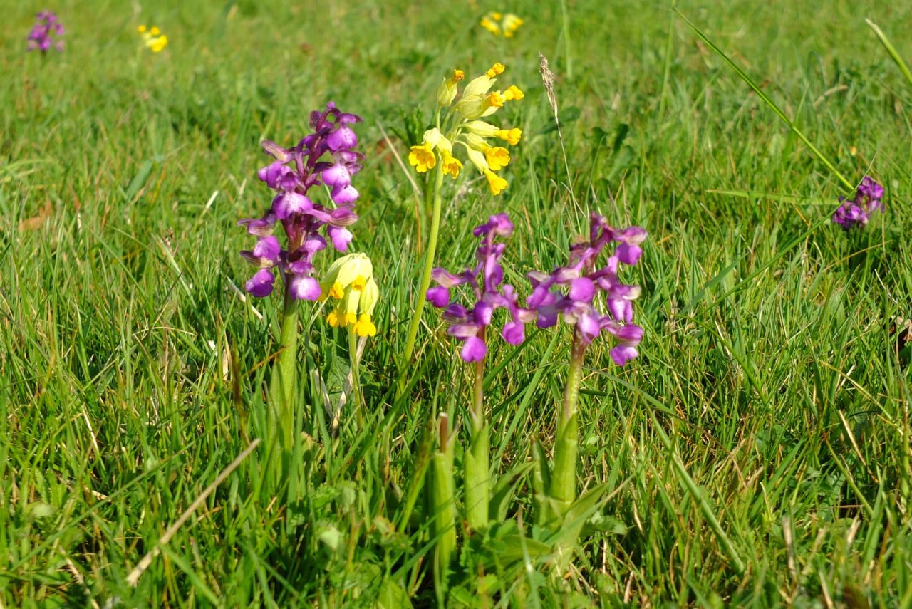 Babcary Walks – Babcary Parish Council